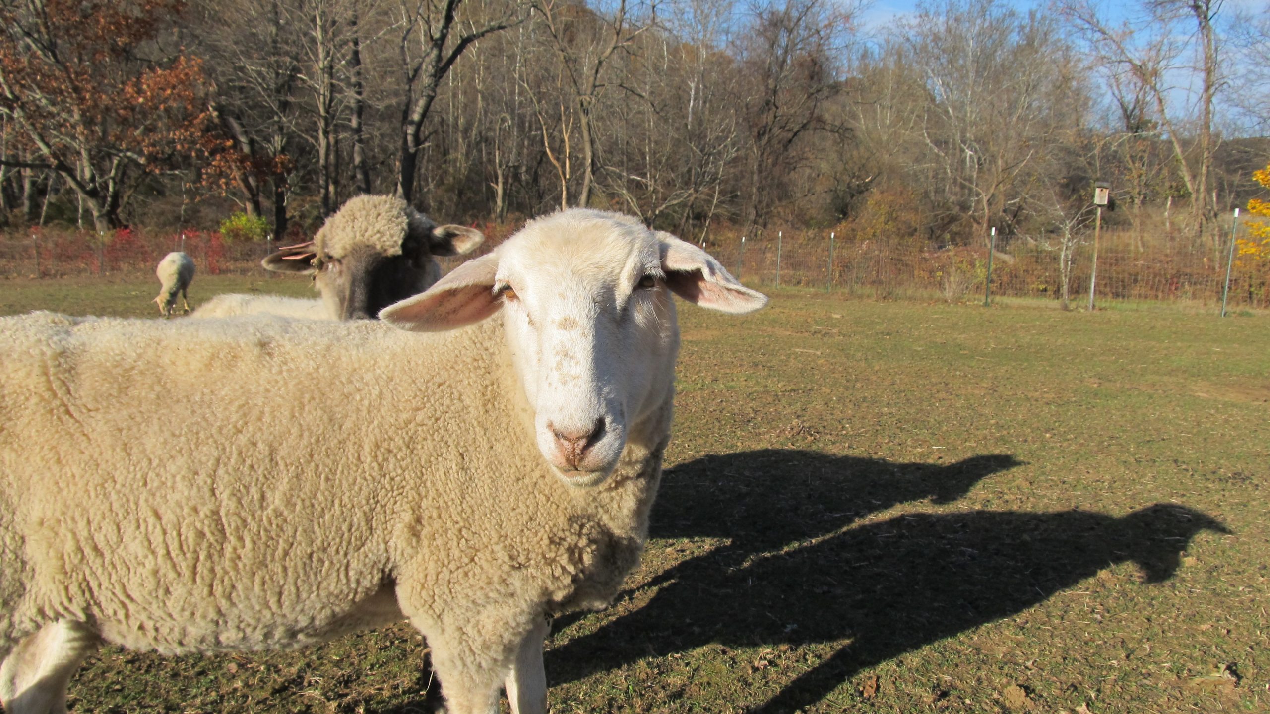Sheep - Pratt Nature Center